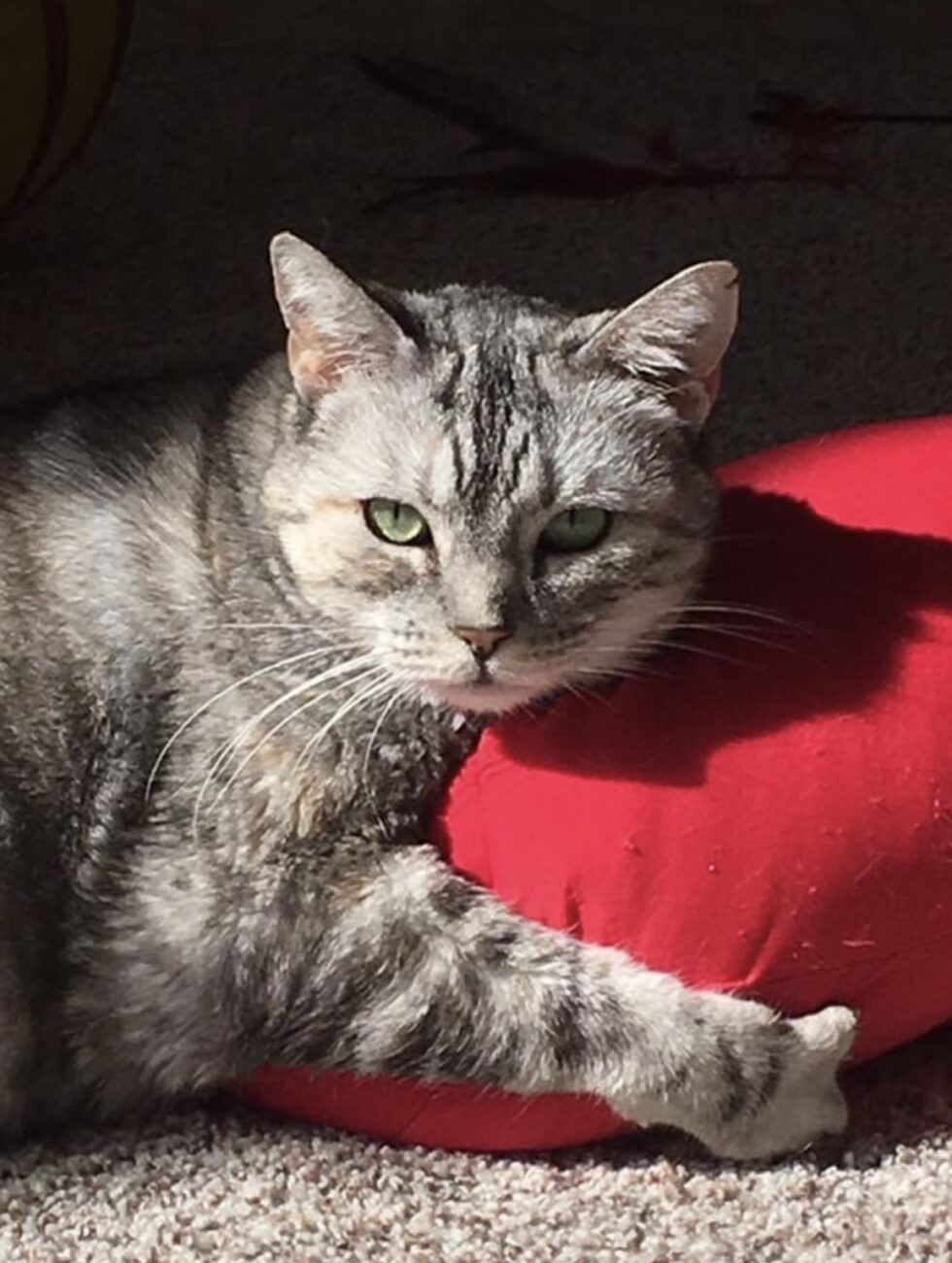 Viking Veterinary Hospital Gallery | Vet Clinic In Nampa, ID 83687